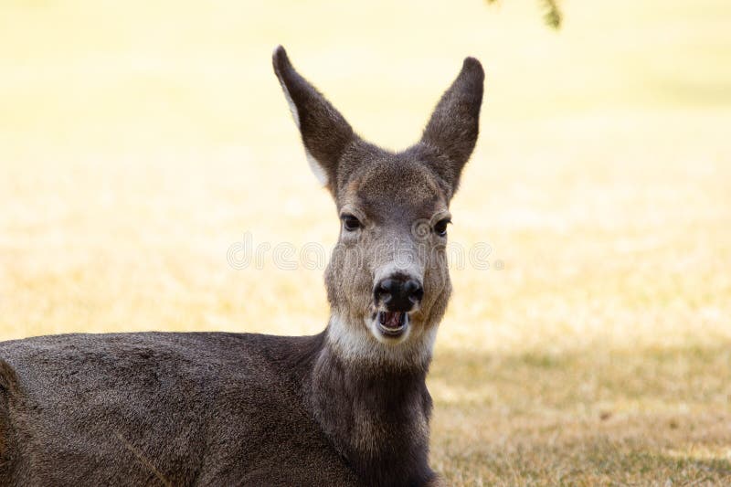Mule Deer Doe is Chewing Dry Grass in Spring Stock Image - Image of ...