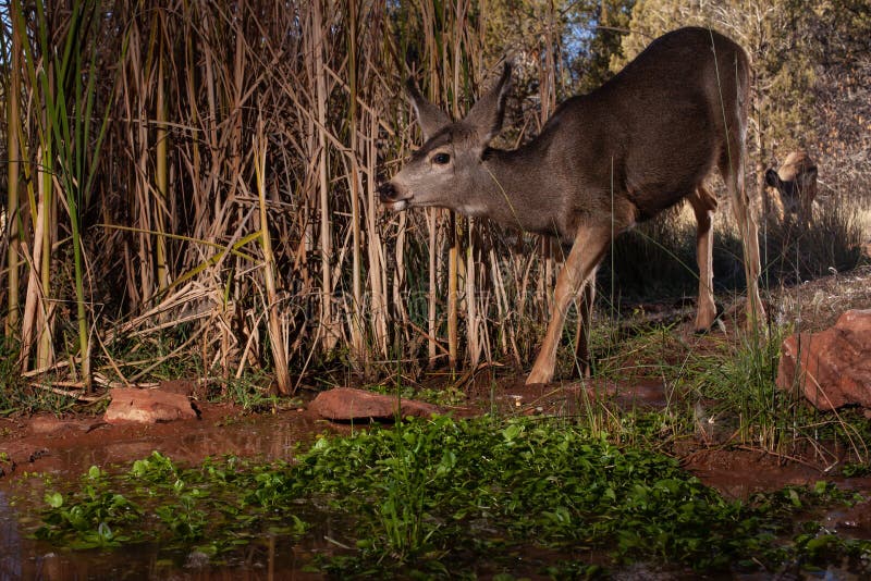 Mule Deer Doe Getting a Drink of Water Stock Image - Image of mammals ...