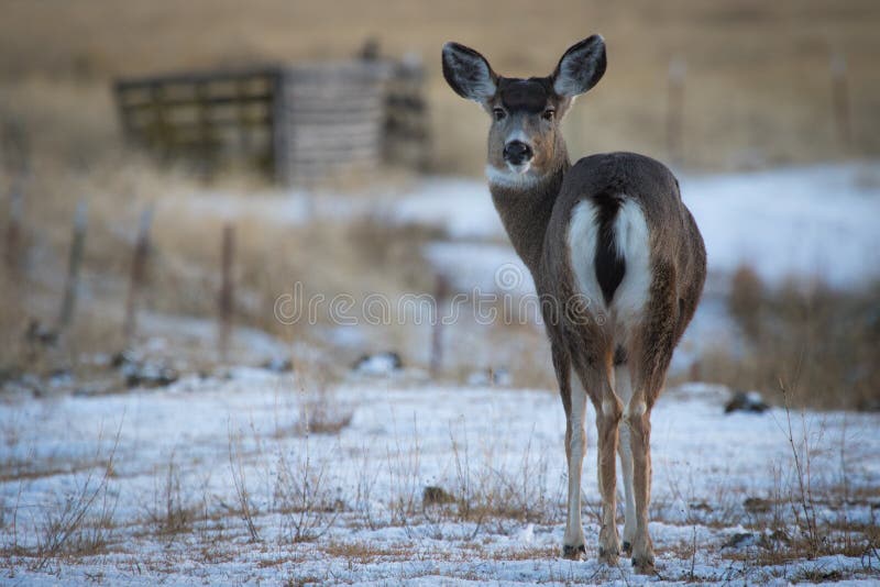 Mule Deer Looking Back Stock Photos - Free & Royalty-Free Stock Photos ...