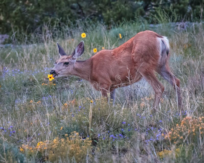 Mule Deer Doe Nibbling on Prairie Sunflower Stock Image - Image of mule ...
