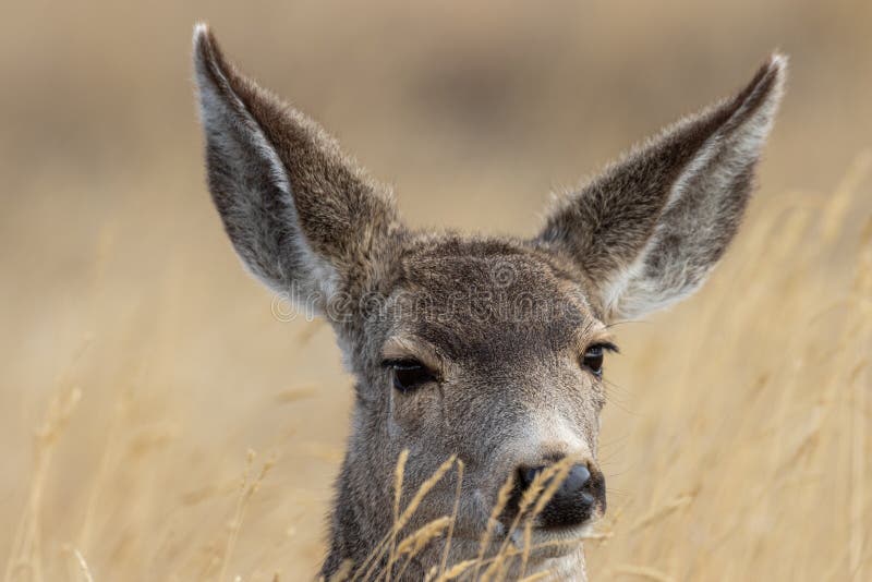 Mule Deer Doe Portrait in Fall Stock Image - Image of colorado ...