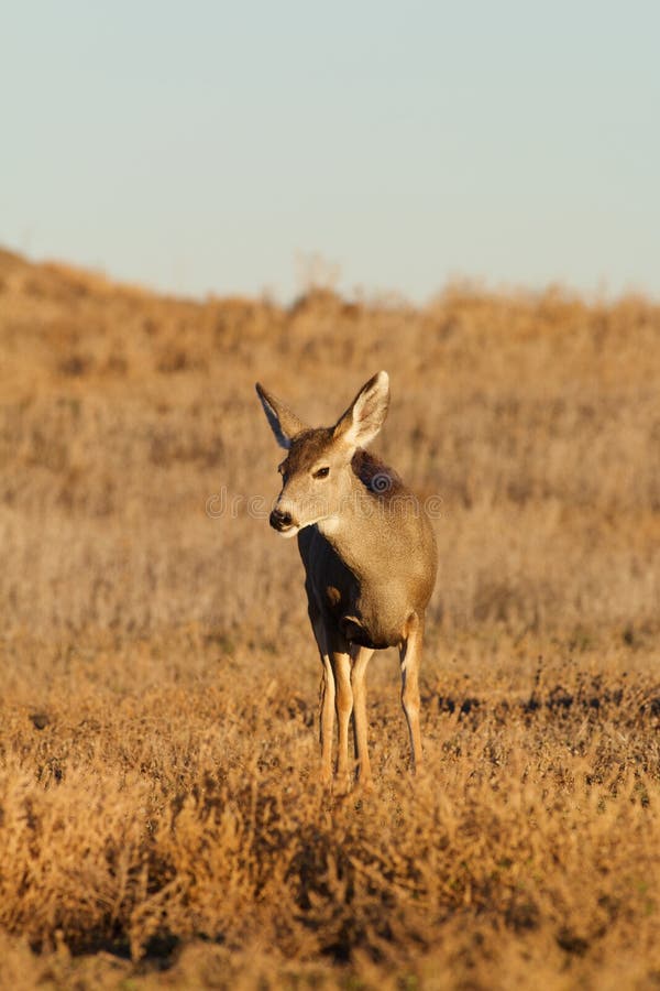 Mule Deer Doe stock photo. Image of mammal, hoofed, nature - 35097052