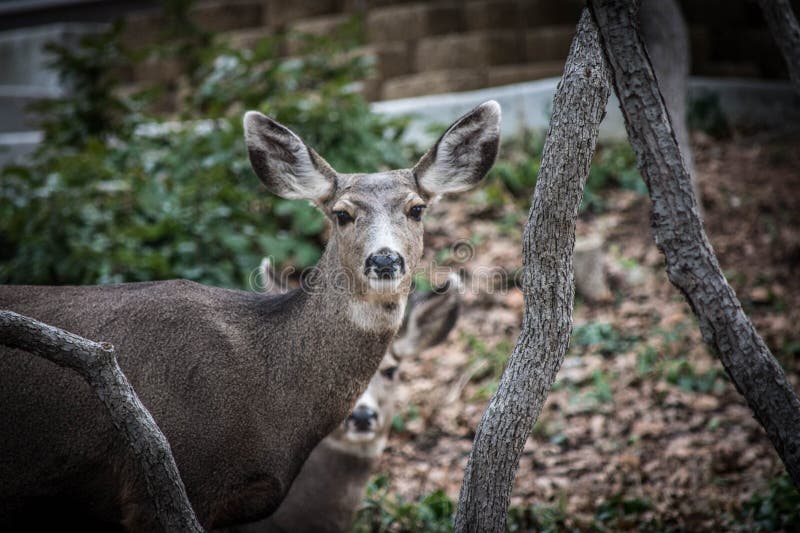 Mule Deer Doe Standing in Oak Trees Stock Image - Image of deer ...