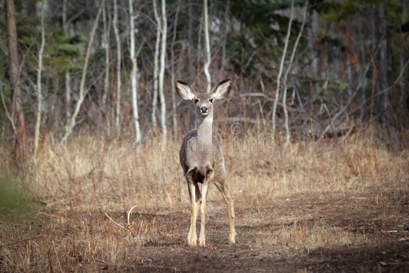 Mule Deer Doe is Standing and Watching in the Forest Trail Stock Image ...