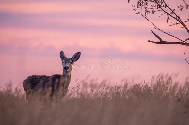 Mule Deer Doe at Sunset in Fall Stock Photo - Image of nature, autumn ...