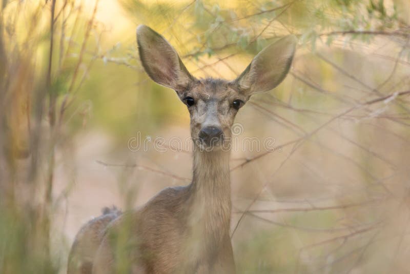 Mule Deer Doe Watching Camera from Behind Willow Branches Stock Image ...