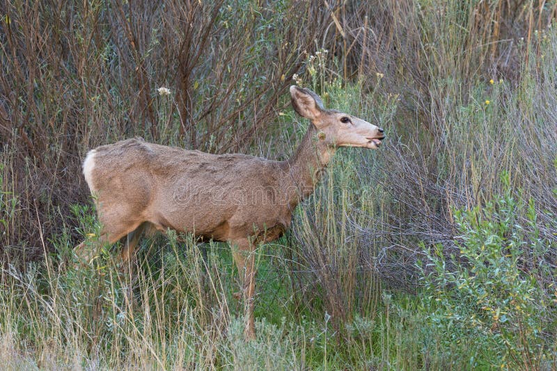 Mule Deer Doe stock photo. Image of mammal, utah, nature - 85205926