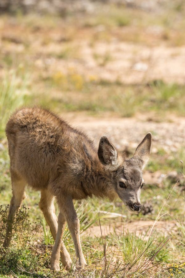Mule Deer Fawn stock photo. Image of fawn, nature, wildlife - 80210618
