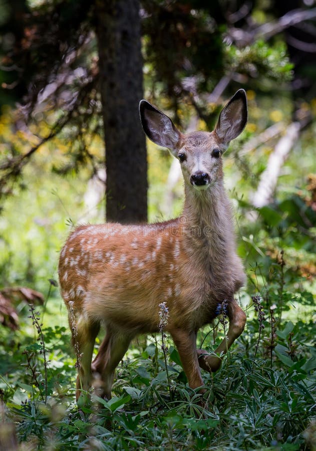 Mule Deer Fawn stock image. Image of skyline, large, habitat - 43376747