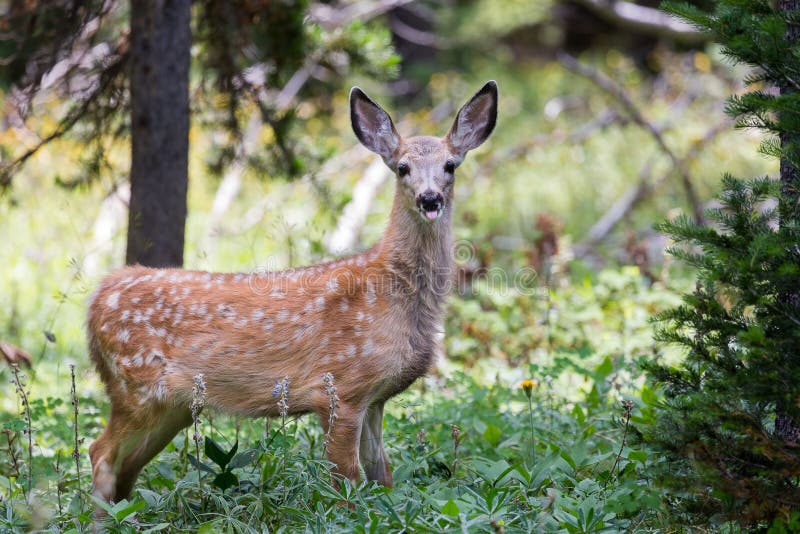 Mule Deer Fawn stock image. Image of montana, large, horizon - 43376939