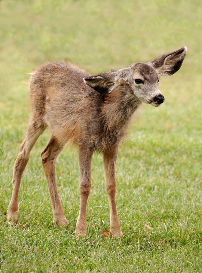 Mule Deer Fawn in Winter Coat Stock Image - Image of black, tailed ...