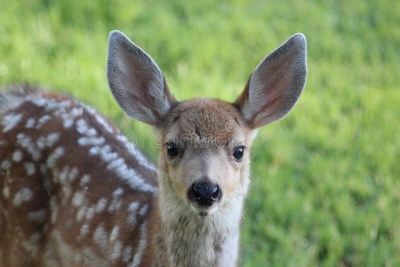 Mule deer fawn stock photo. Image of nature, walks, young - 48268504