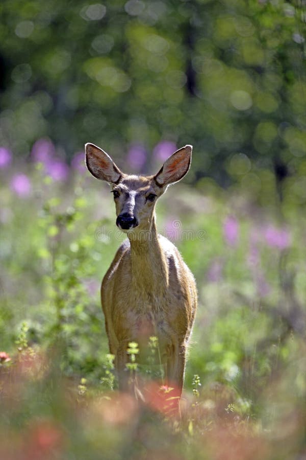 Mule Deer in flower meadow stock image. Image of mammal - 49070551