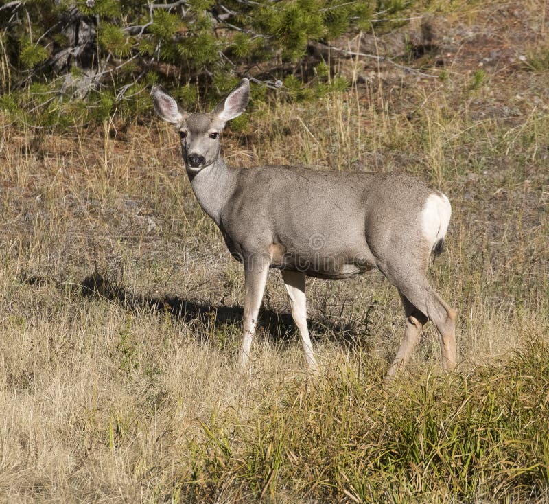 Mean Mule Clipart Stock Photos - Free & Royalty-Free Stock Photos from ...