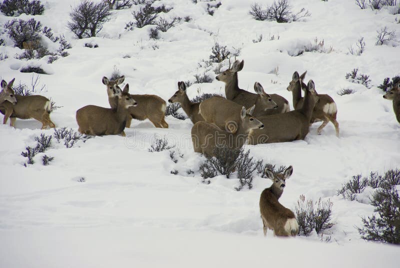 Mule Deer Leaping in Snow Across a Fence Stock Image - Image of ...