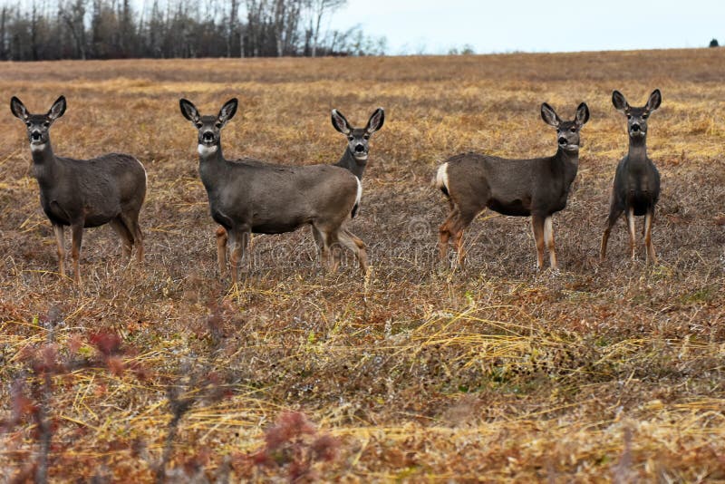Mule Deer Herd stock image. Image of mammal, autumn - 128644127