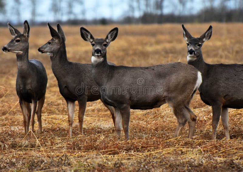 Mule Deer Herd stock photo. Image of mammal, beautiful - 128645308