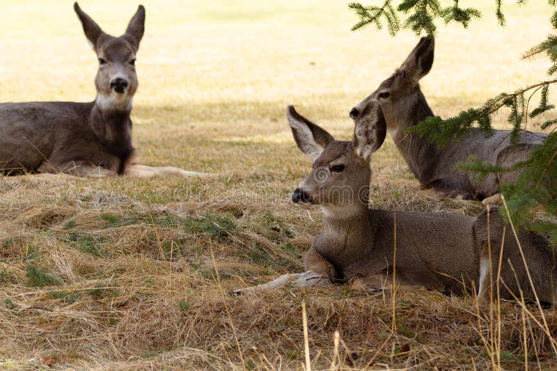 Mule Deer are Laying in the Dry Grass Under Tree in Spring Stock Photo ...