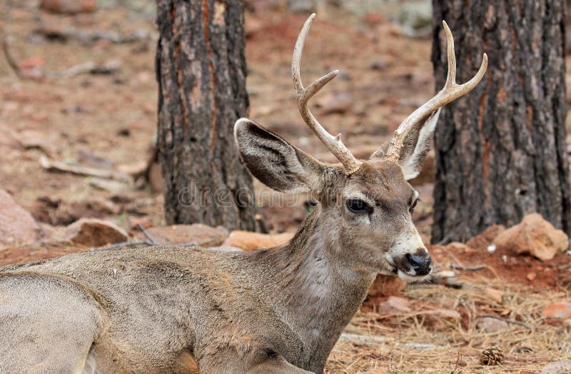 Mule deer stock photo. Image of forest, deer, head, laying - 82502560
