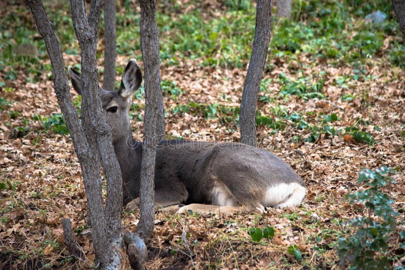 1,527 Laying Deer Photos - Free & Royalty-Free Stock Photos from Dreamstime