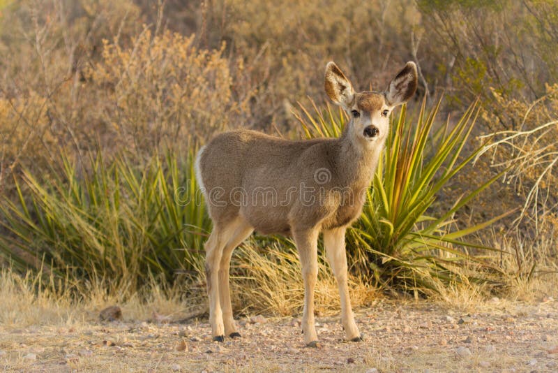 256 Arizona Mule Deer Stock Photos - Free & Royalty-Free Stock Photos ...