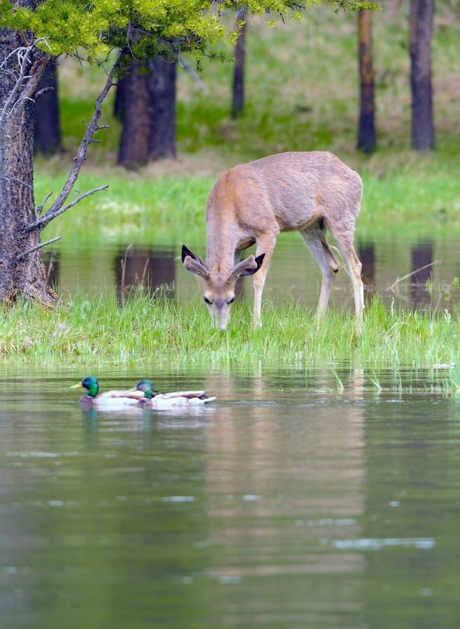 Mule Deer Fawn Drinking from Puddle Stock Photo - Image of rain, puddle ...