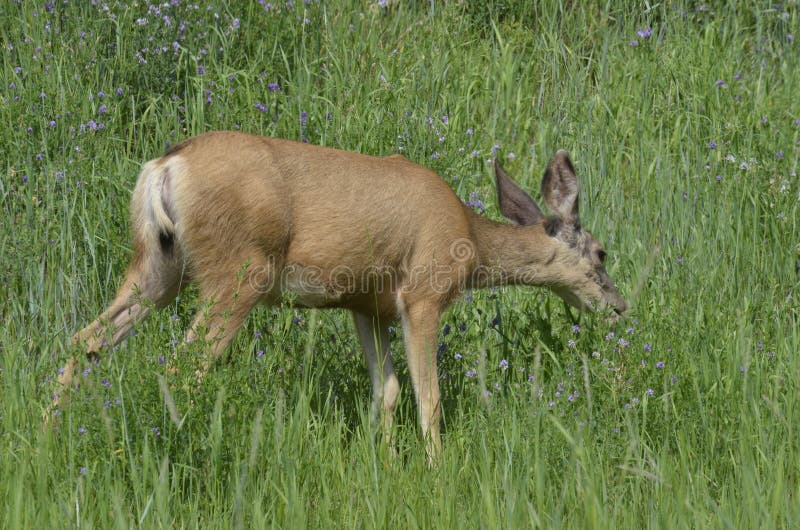 Mule deer in meadow stock image. Image of nature, animal - 155323385
