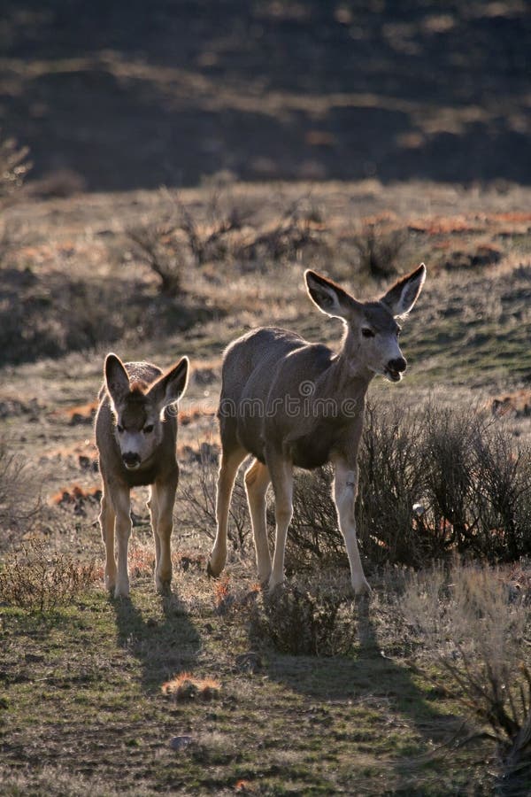 Mule deer mother and fawn stock image. Image of animal - 3837161