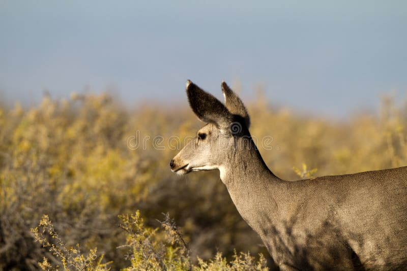 Mule Profile stock image. Image of crossbreed, mammal, head - 325