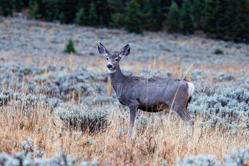 Mule Deer (Odocoileus Hemionus) Stock Image - Image of camera, adult ...