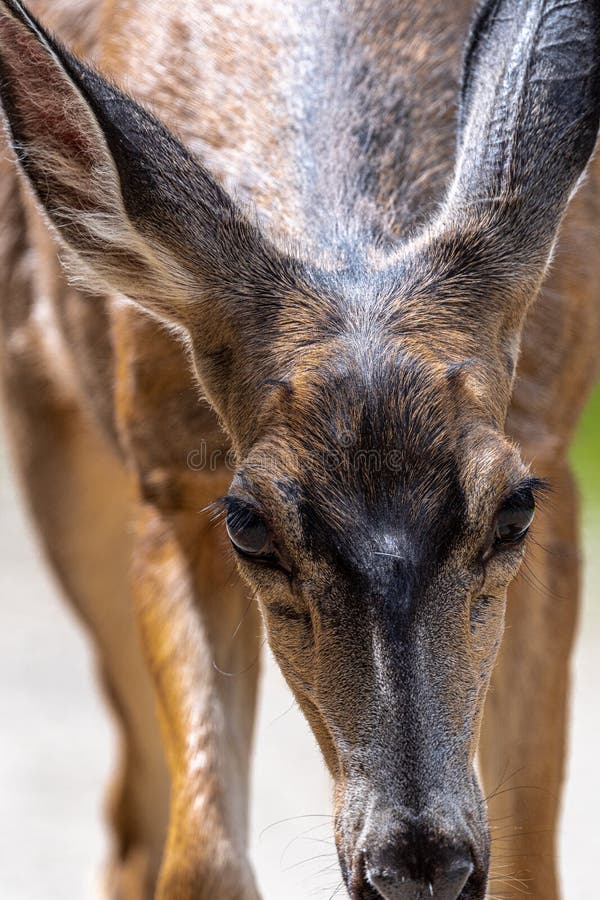 Mule Deer Odocoileus Hemionus Stock Photo - Image of habitat, calve ...