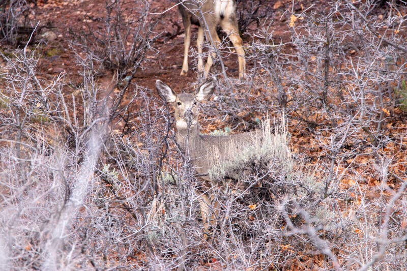 Mule Deer (Odocoileus Hemionus) in Zion NP, Utah Stock Photo - Image of ...