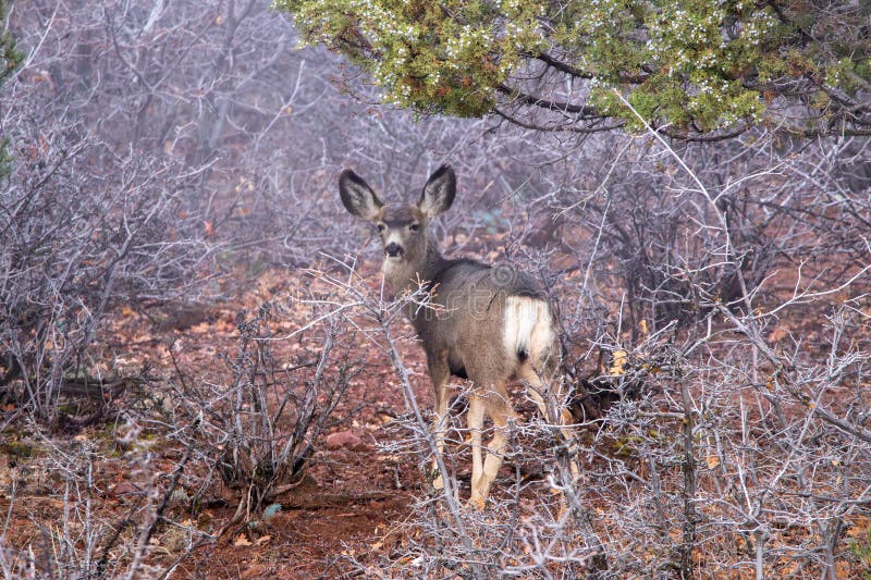 Mule Deer (Odocoileus Hemionus) in Zion NP, Utah Stock Image - Image of ...