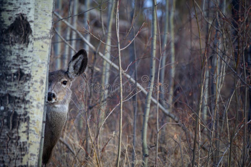 Mule Deer is Peaking from Behind the Tree in the Forest in Fall Stock ...
