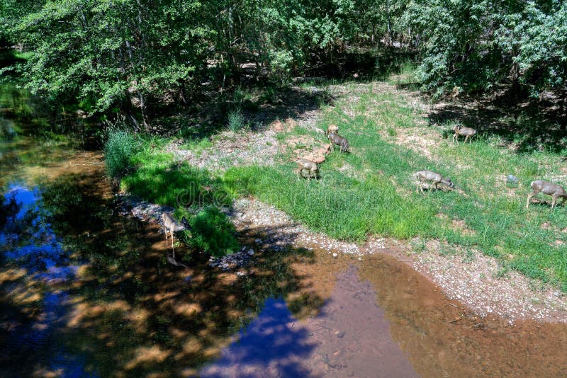 Mule Deer in Red Rock State Park Stock Photo - Image of america ...