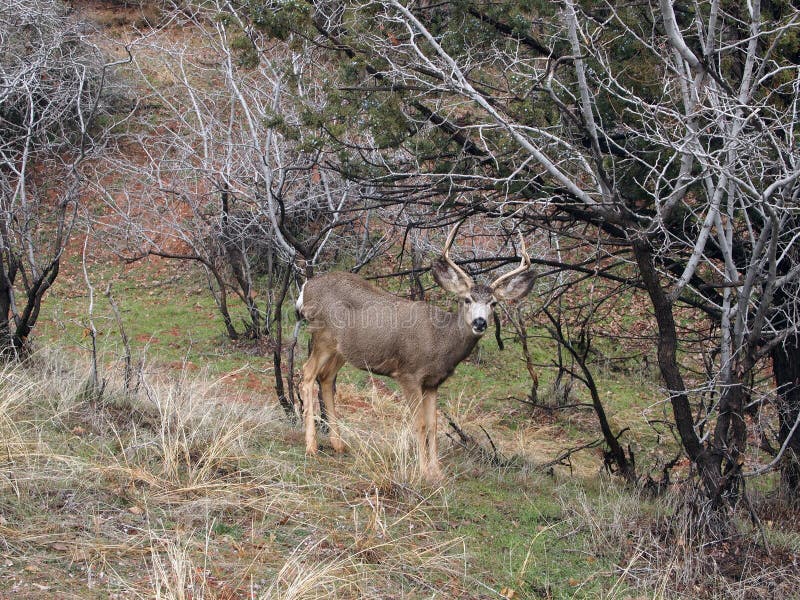 Mule Deer stock image. Image of woods, male, outdoor - 49953499