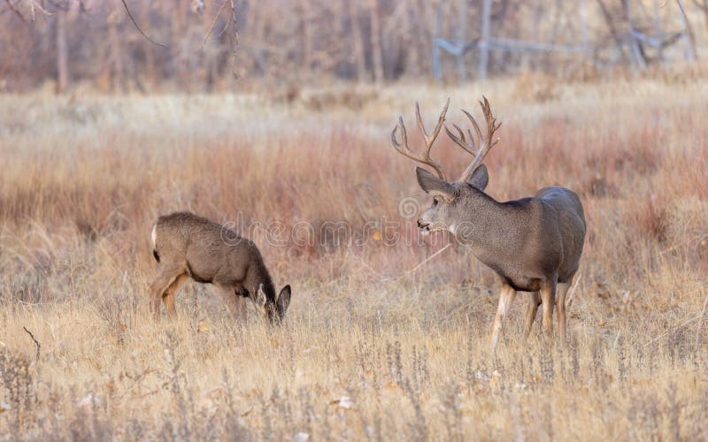 Mule Deer Buck and Doe in Rut in Fall Stock Image - Image of mule ...