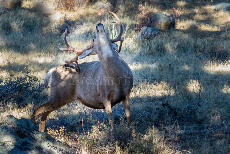 Mule Deer Scratching His Back Stock Photo - Image of mule, aspens: 80814366