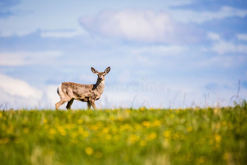 Mule Deer Standing in Greenery Field Stock Photo - Image of hemionus ...