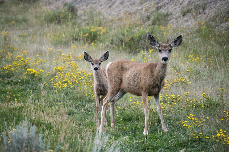 Mule Deer stock photo. Image of mother, buck, mule, sucking - 61322118