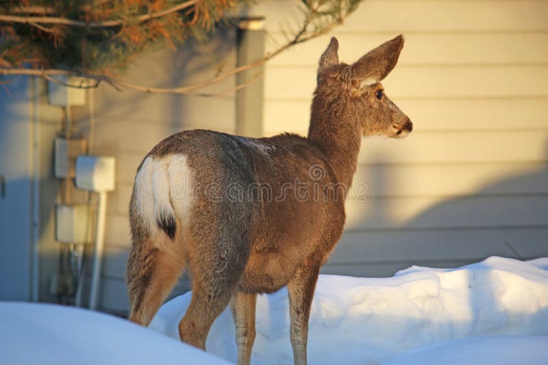 Mule Deer in Utah in Winter Stock Image - Image of wild, wildlife ...