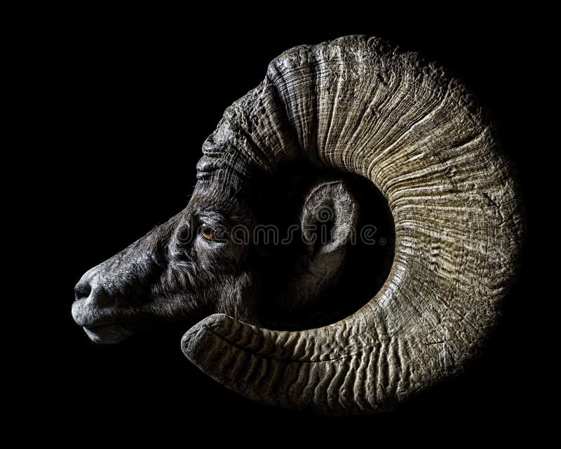 Mule Deer in Velvet Portrait Low Key Stock Photo - Image of ...