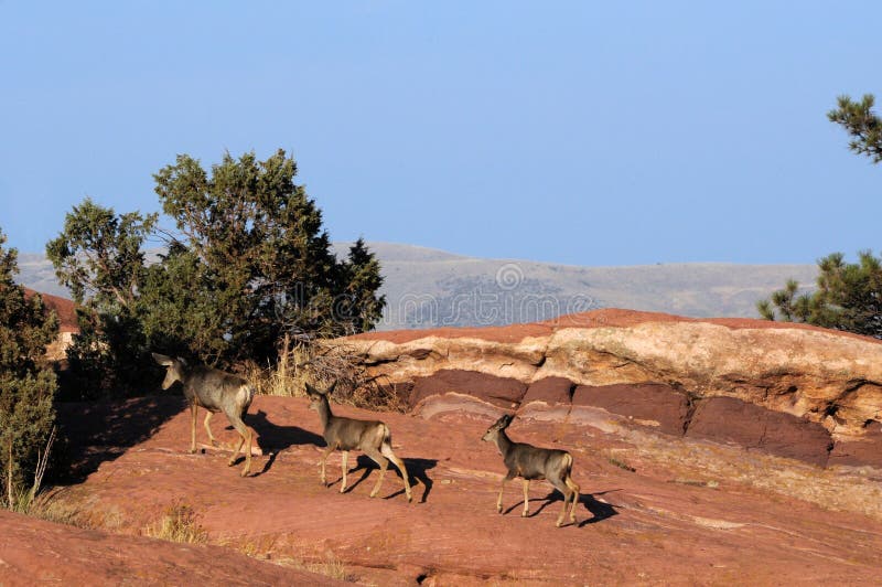 Mule Deer stock photo. Image of geology, sandstone, landscape - 54906708