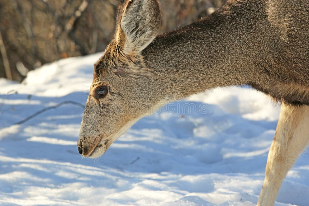 Mule deer in winter stock photo. Image of winter, animal - 259463154