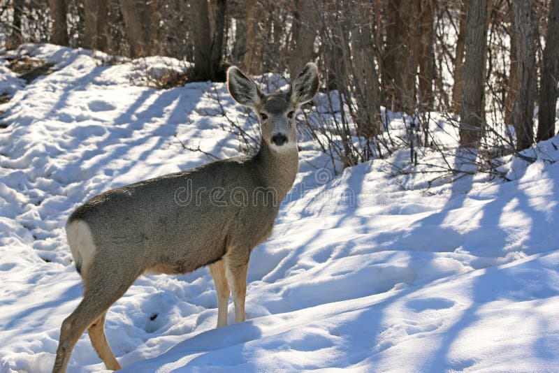 Mule deer in winter stock image. Image of animal, animals - 238202173