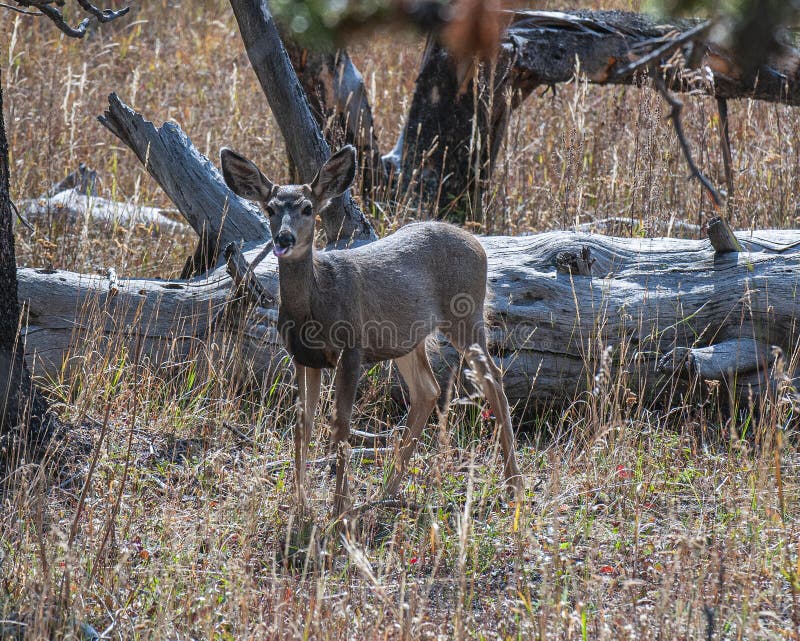 Mule Deer Yearling stock image. Image of mammal, grass - 288623837