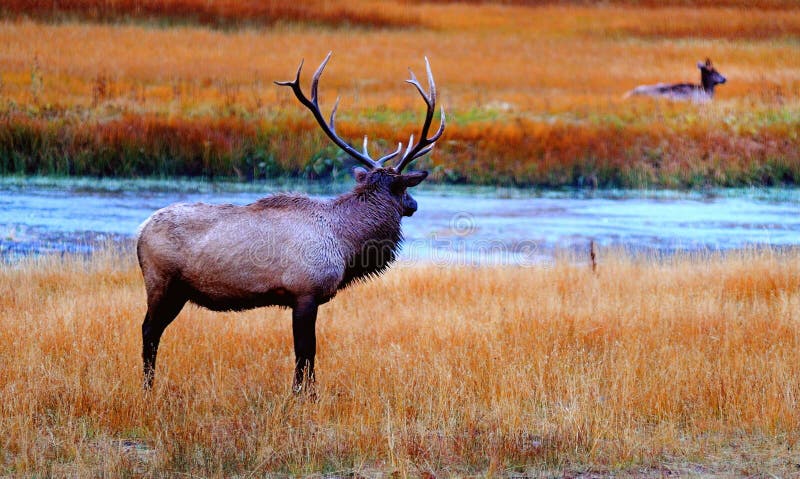 Mule deer,yellowstone stock image. Image of mule, grass - 16952515