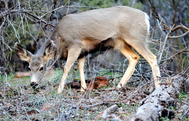 Mule Deer Fawn Drinking from Puddle Stock Photo - Image of rain, puddle ...