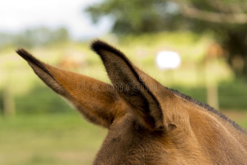Chinchilla dust bath stock photo. Image of dust, eyes - 8677772