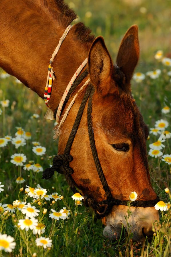 Mule eating stock photo. Image of natural, horse, head - 2607354